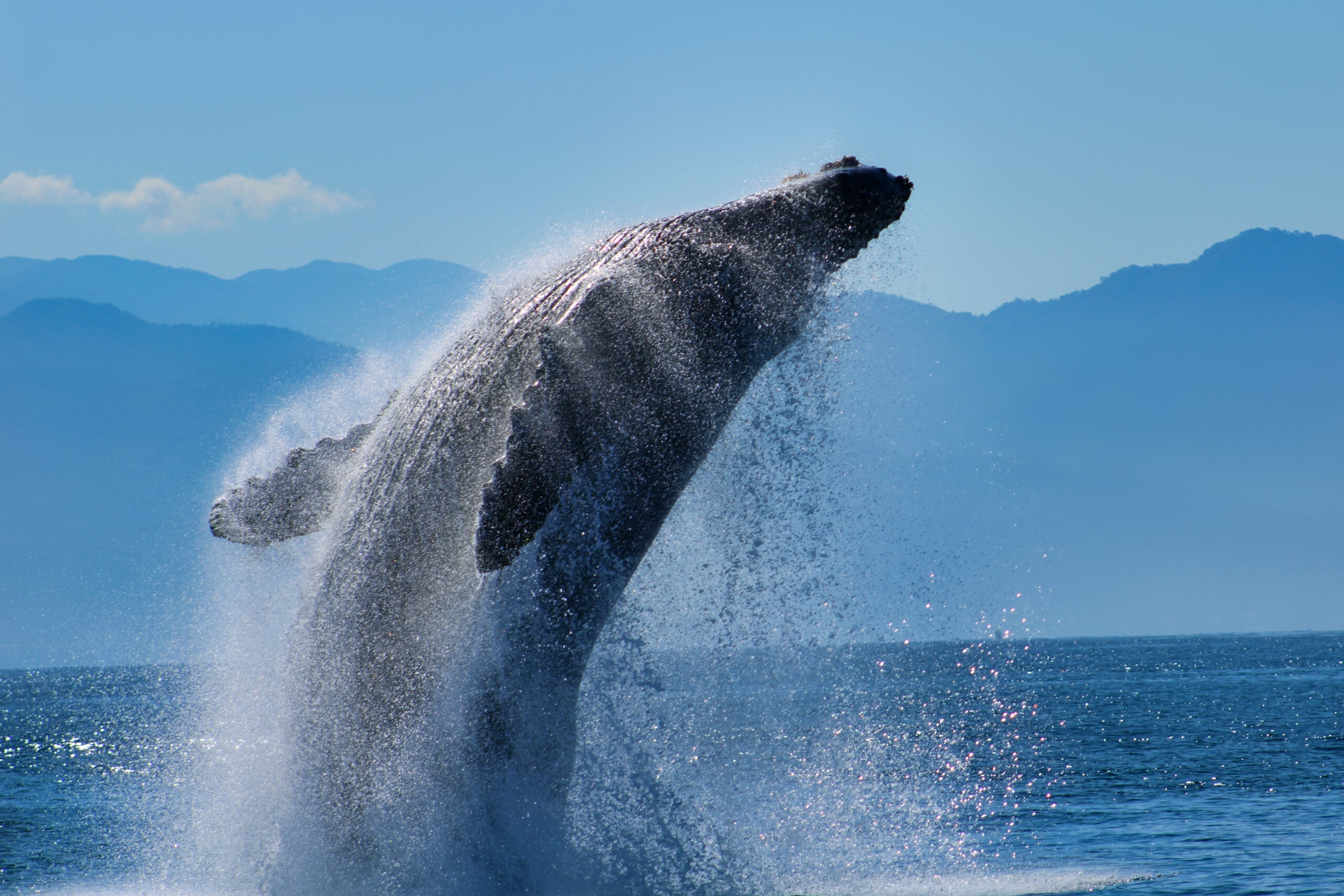 Experiencia Avistamiento de Ballenas - Chica Locca Tours